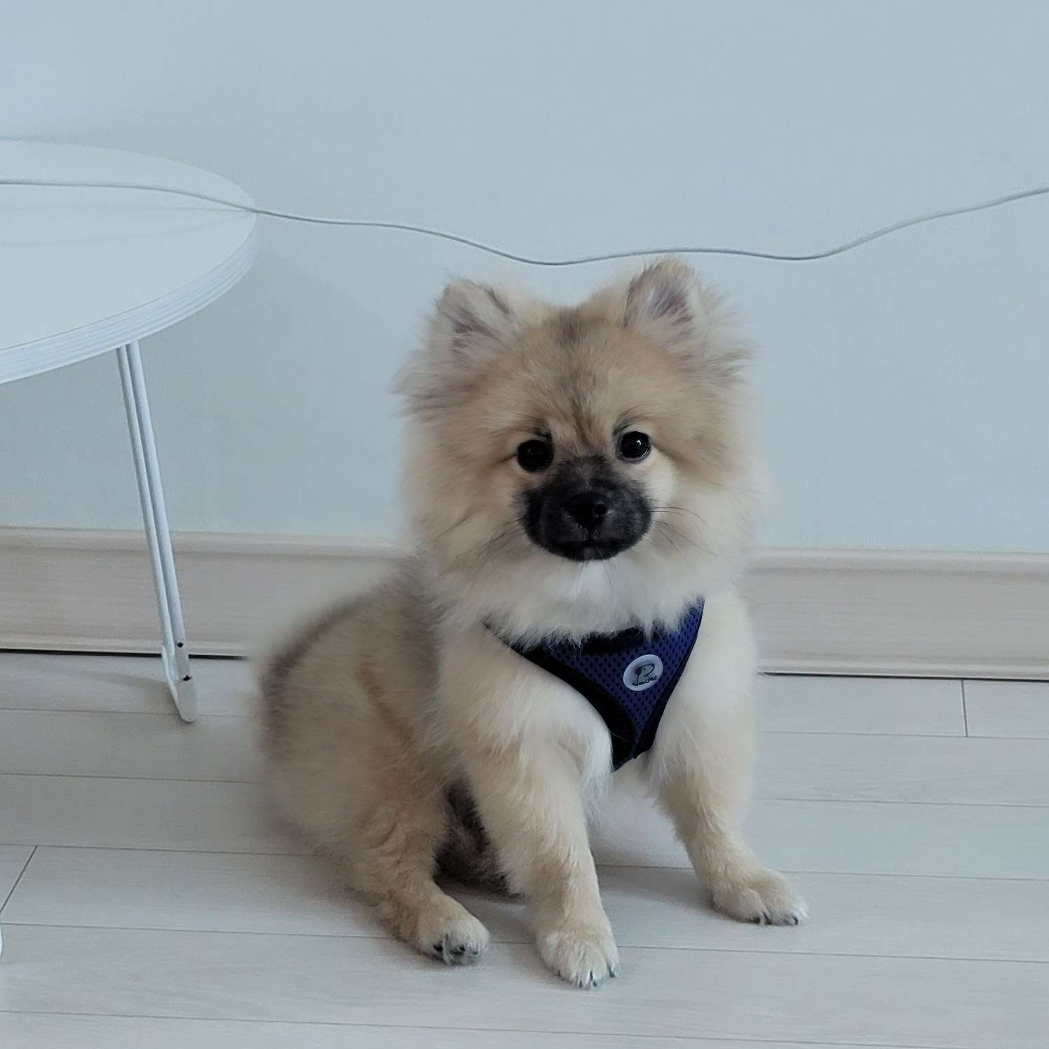 장도리1 | 치지직 방송 정보 - 오로라이브 auro.live